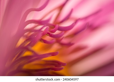 Nature - Micro flower 4K wallpaper download