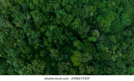 Tropical Rainforest HD wallpaper download