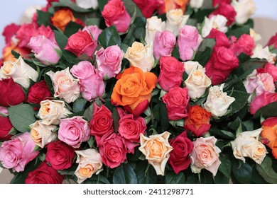 big colorful roses 2K wallpaper download