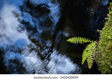 Reflection on a green background HD wallpaper download