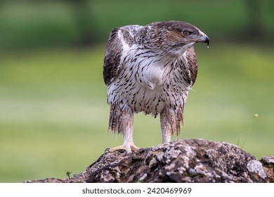 Close-up of eagle and its beak 2K wallpaper download