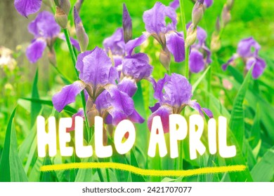 Hello April! HD wallpaper download