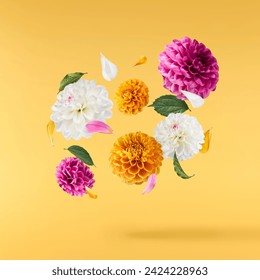 Beautiful colorful flowers 4K wallpaper download