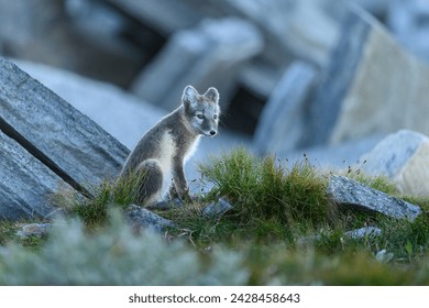 Fox Cub in Autumn HD wallpaper download