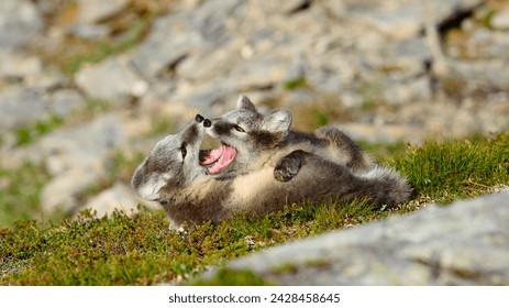 Fox Cub in Autumn HD wallpaper download