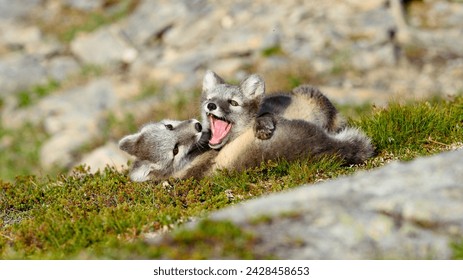 Fox Cub in Autumn HD wallpaper download