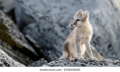 Fox Cub in Autumn HD wallpaper download