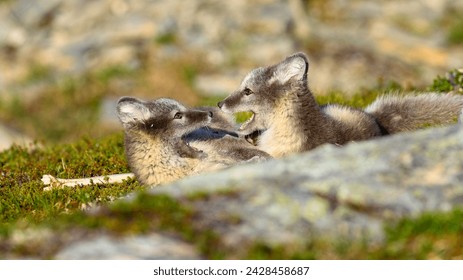 Fox Cub in Autumn HD wallpaper download