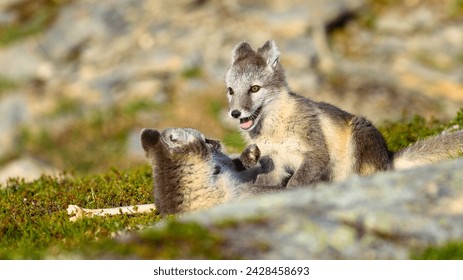 Fox Cub in Autumn HD wallpaper download