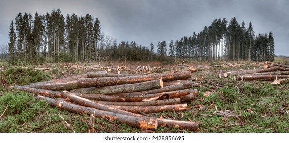 Forest Land 4K wallpaper download