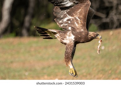 Close-up of eagle and its beak 2K wallpaper download