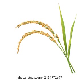 rice plants 2K wallpaper download