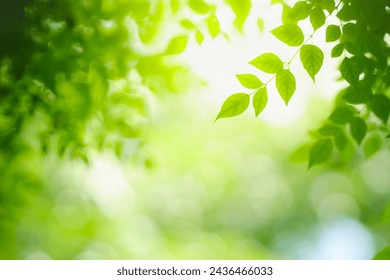Nature greenery background 2K wallpaper download