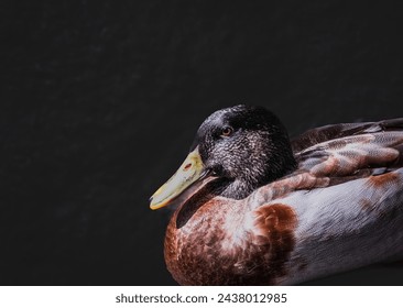 Duck on Head 4K wallpaper download