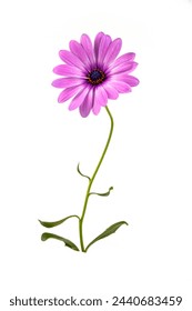 African Daisy 4K wallpaper download