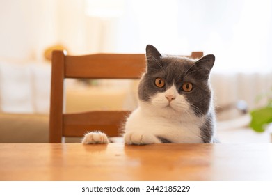 Two Baby Cats in the Table 4K wallpaper download
