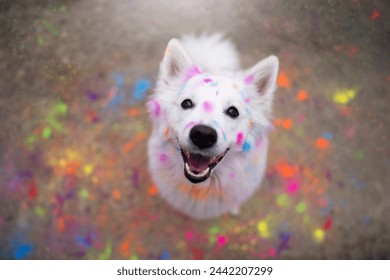 Cute dog celebrating Happy Holi festival 2K wallpaper download