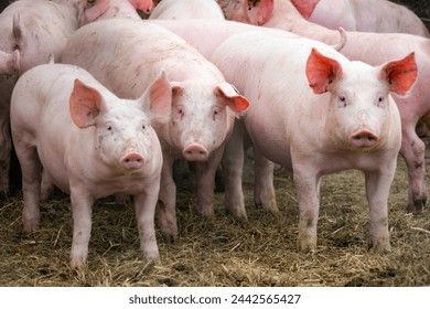 Domestic Pig 2K wallpaper download