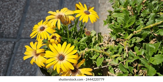 African Daisy 4K wallpaper download