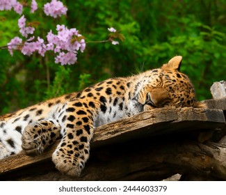 Sleepy Leopard 4K wallpaper download