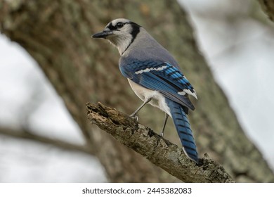 Blue Jay 2K wallpaper download