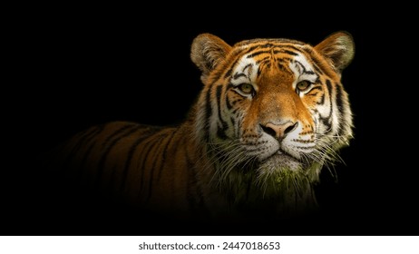 Night of the Tiger 2K wallpaper download