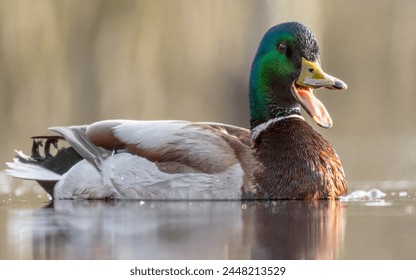 Duck on Head 4K wallpaper download