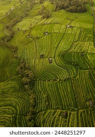 Rice Terraces 4K wallpaper download