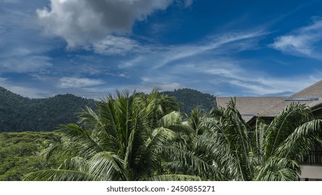 palm trees and blue sky 2K wallpaper download