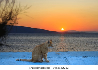 Cat Sunset scenery 4K wallpaper download