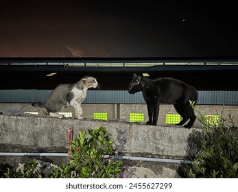 Cat Couple Watch Moon Night 4K wallpaper download