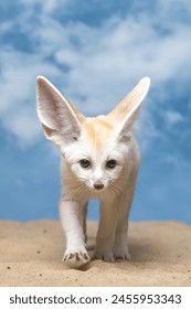 Fox Ears Guy 2K wallpaper download