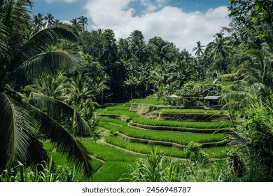 Rice Terraces 4K wallpaper download