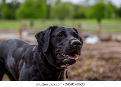 Black labrador in the field HD wallpaper download