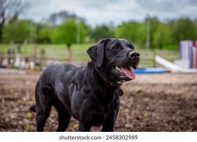 Black labrador in the field HD wallpaper download