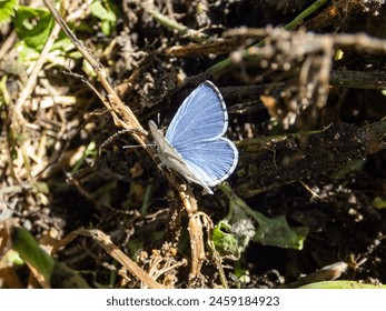 Brenton blue butterfly 4K wallpaper download