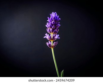 Close-Up Lavender Beauties HD wallpaper download