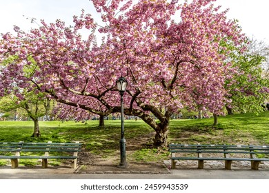 Cherry blossom tree 2K wallpaper download