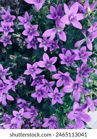 Beautiful Blue Bellflower HD wallpaper download