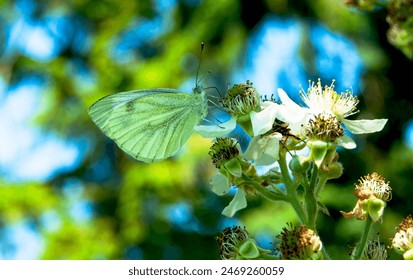 Butterfly riding on flower HD wallpaper download