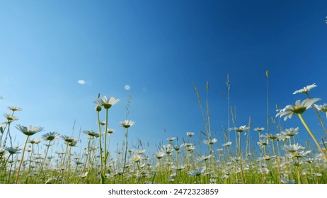 Spring flowers landscape HD wallpaper download