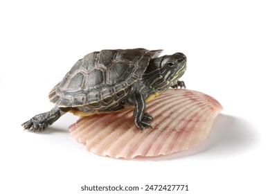 Red turtle 4K wallpaper download