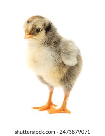 Baby Chick HD wallpaper download