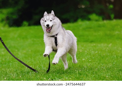 Husky, puppy, dog, siberian husky HD wallpaper download