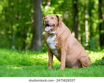 Labrador Retriever 4K wallpaper download