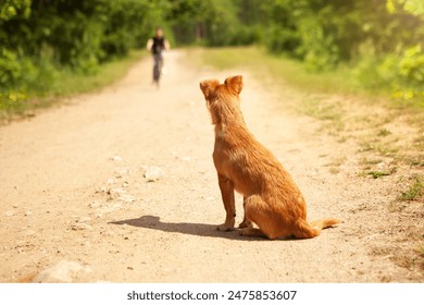 Dog on road 2K wallpaper download