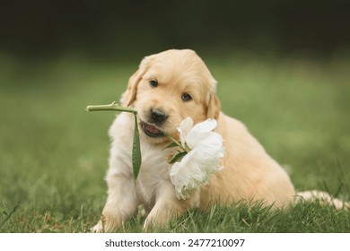 Blue flowers and cute dog 2K wallpaper download