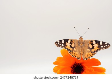 Butterfly riding on flower HD wallpaper download