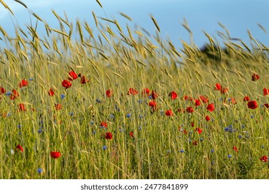 Pohon Poppy Merah Cerah di ladang Gandum 2K unduhan wallpaper