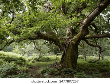 tree landscape in cloudy weather HD wallpaper download